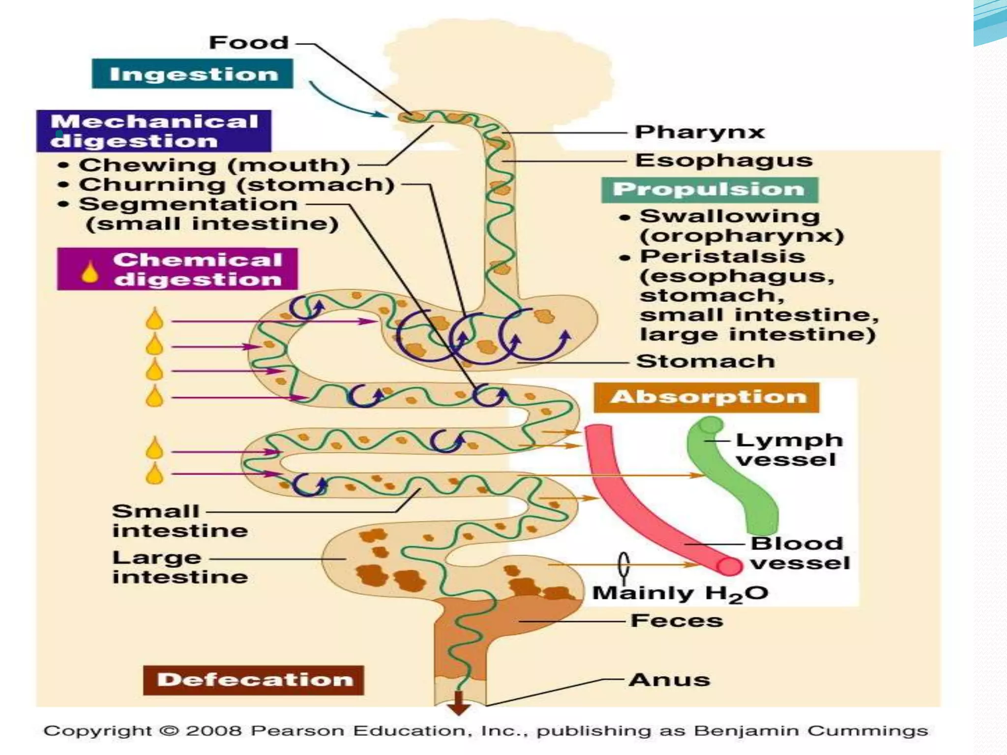 Introduction to Git Physiology | PPT