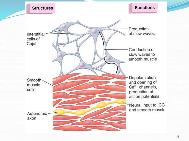Introduction to Git Physiology | PPT
