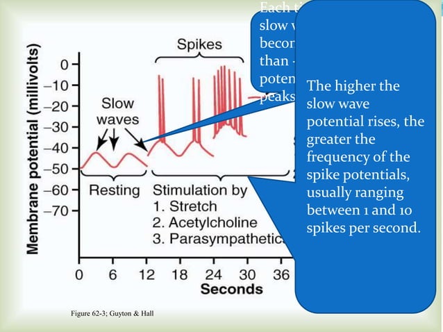 Introduction to Git Physiology | PPT