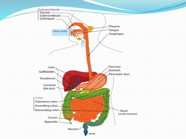 Introduction to Git Physiology | PPT