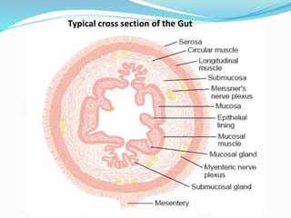 Introduction to Git Physiology | PPT