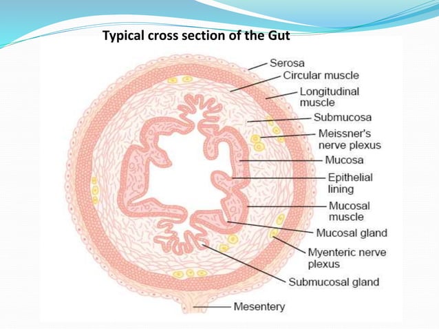 Introduction to Git Physiology | PPT