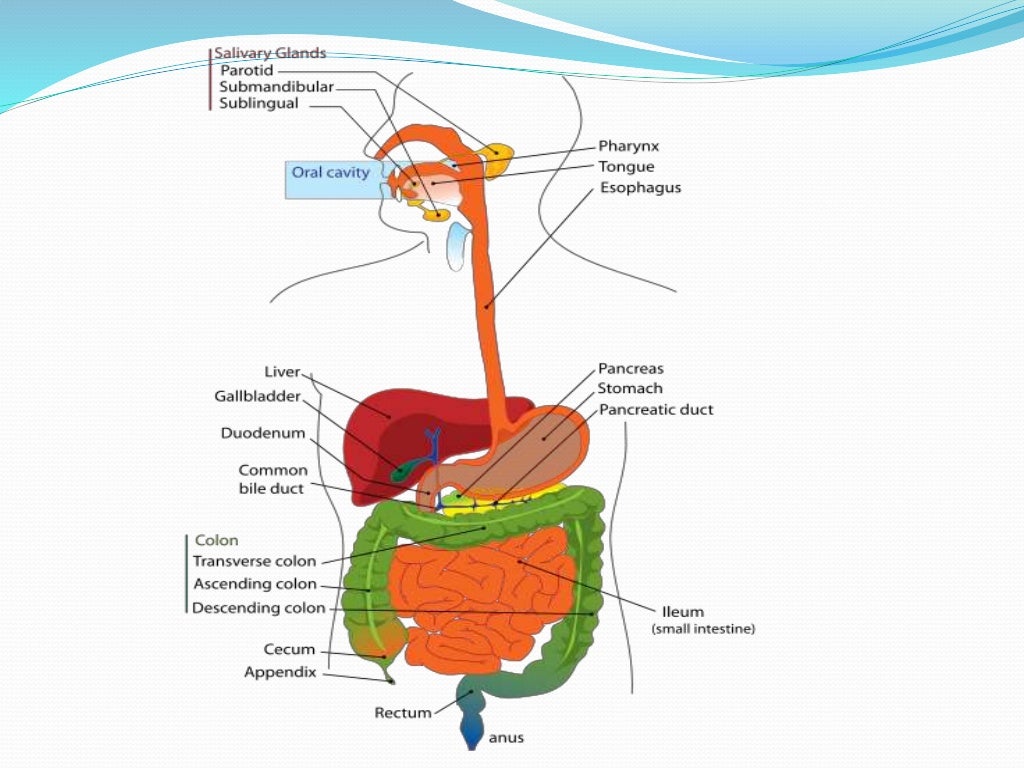 Introduction to Git Physiology