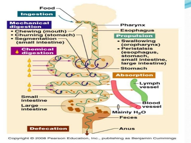 Introduction to Git Physiology