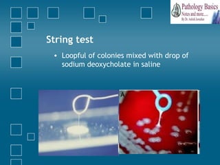 Gastrointestinal infections - bacteriology | PPT