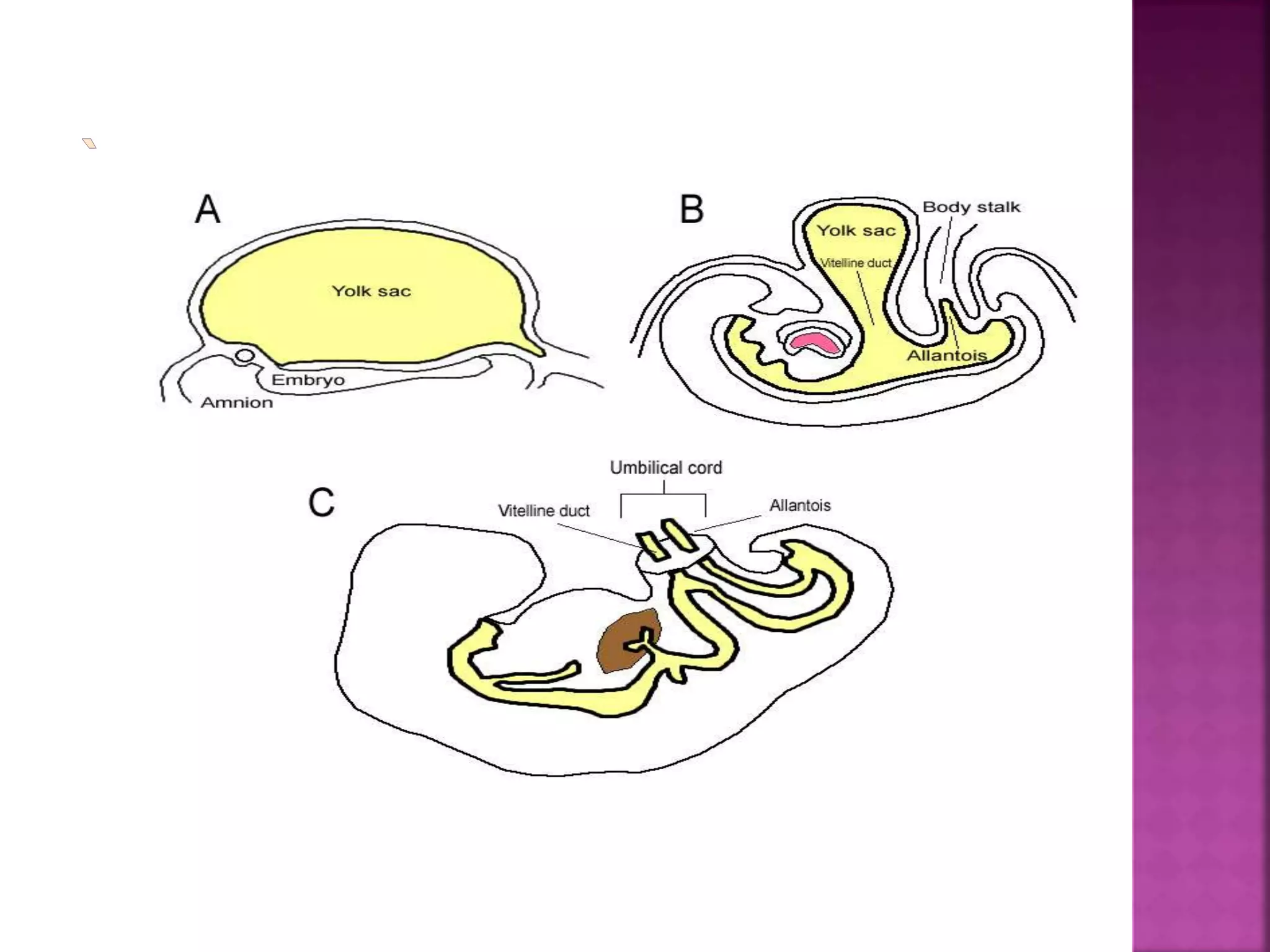 Git pathology lecture | PPTX
