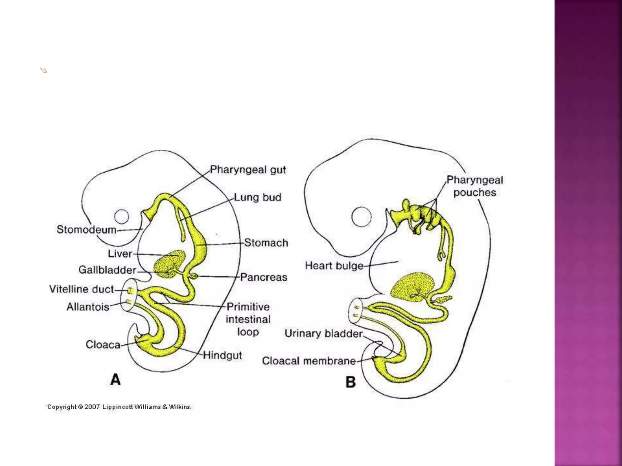 Git pathology lecture | PPTX | Pregnancy | Reproductive Health