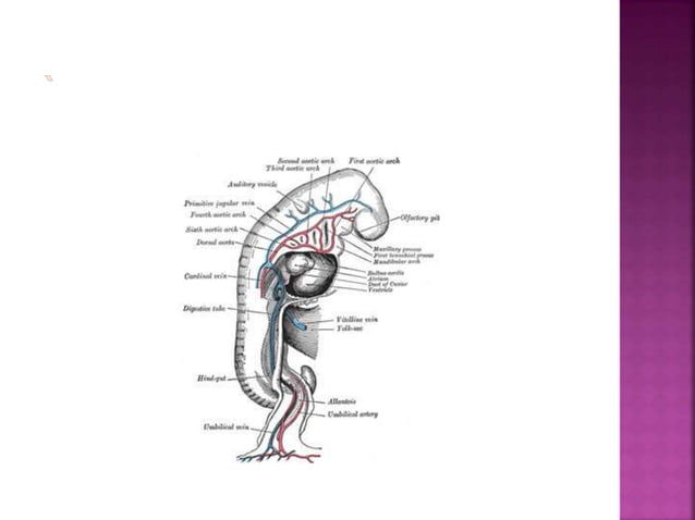 Git pathology lecture | PPTX | Pregnancy | Reproductive Health