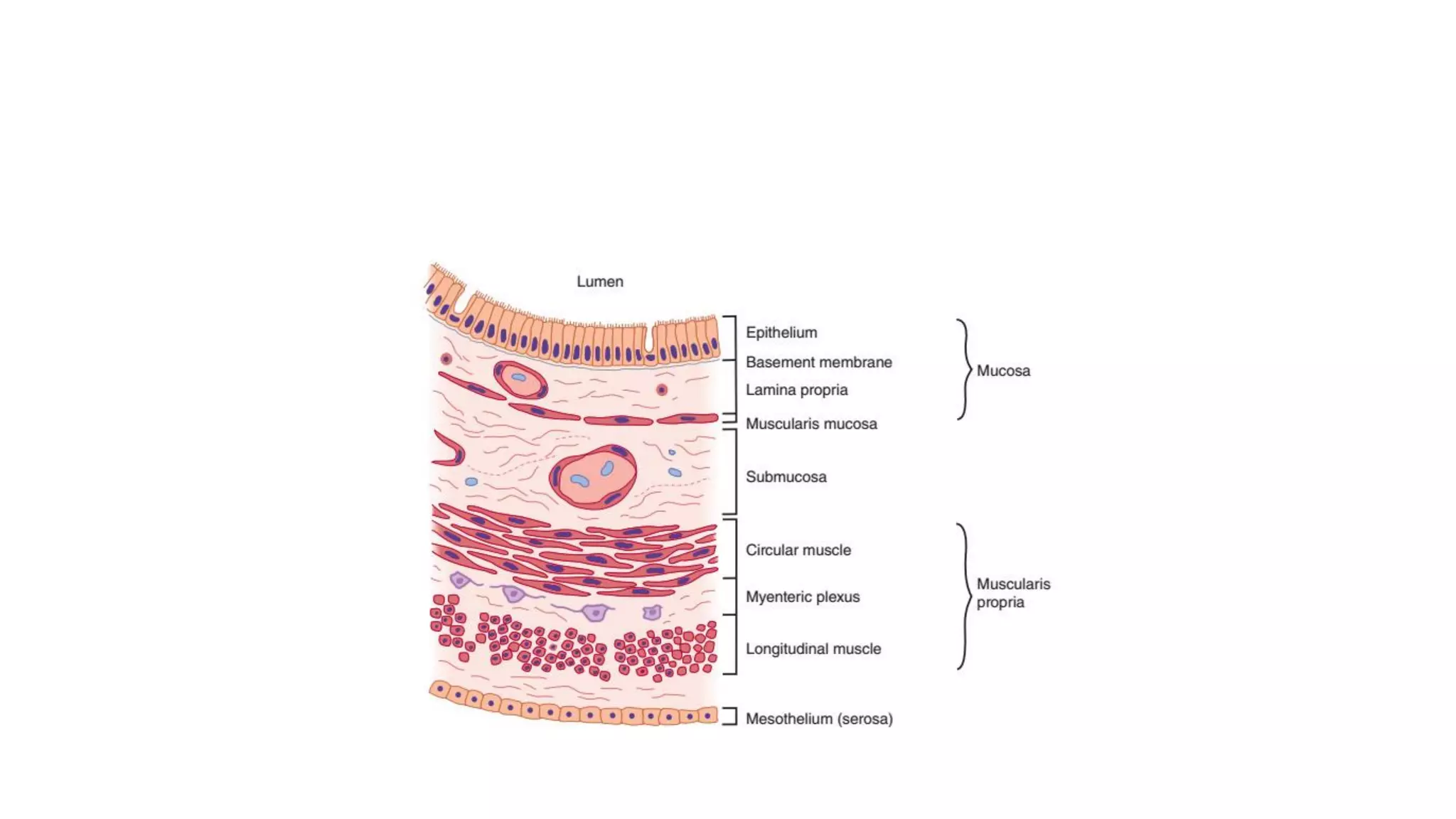 GASTRO INTESTINAL TRACT PHYSIOLOGY REVISION NOTES | PDF