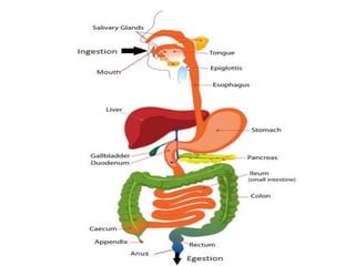 GASTRO-INTESTIAL TRACT/ALIMENTARY CANAL | PPTX