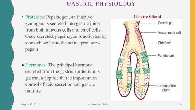 GASTROINTESTINAL ANATOMY | PPT