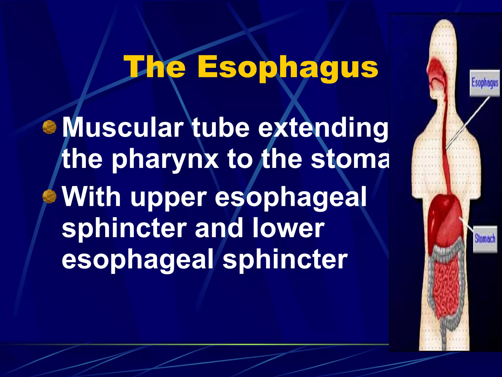 Gastro intestinal, Reproductive, Urinary | PPT