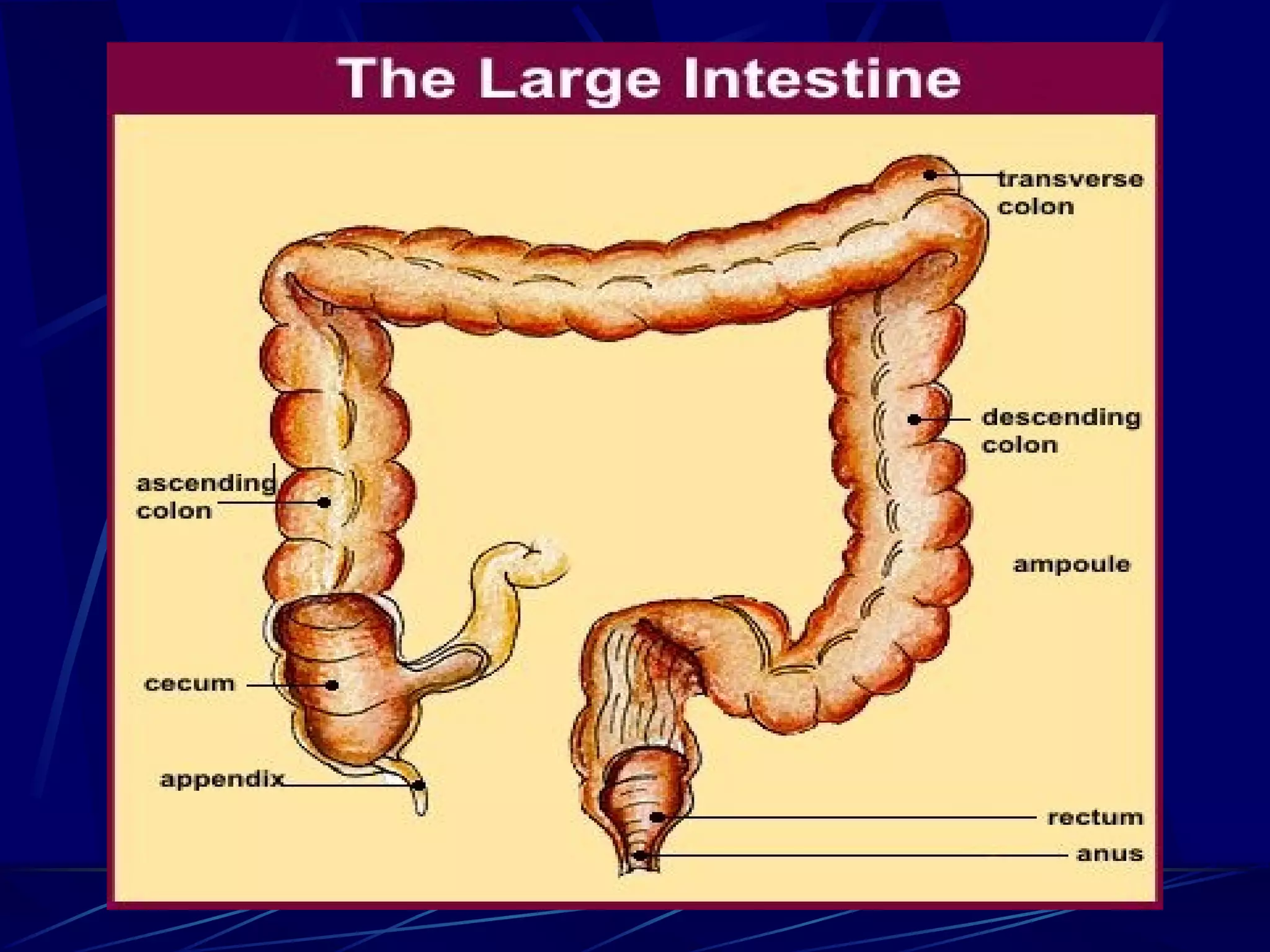 Gastro intestinal, Reproductive, Urinary | PPT