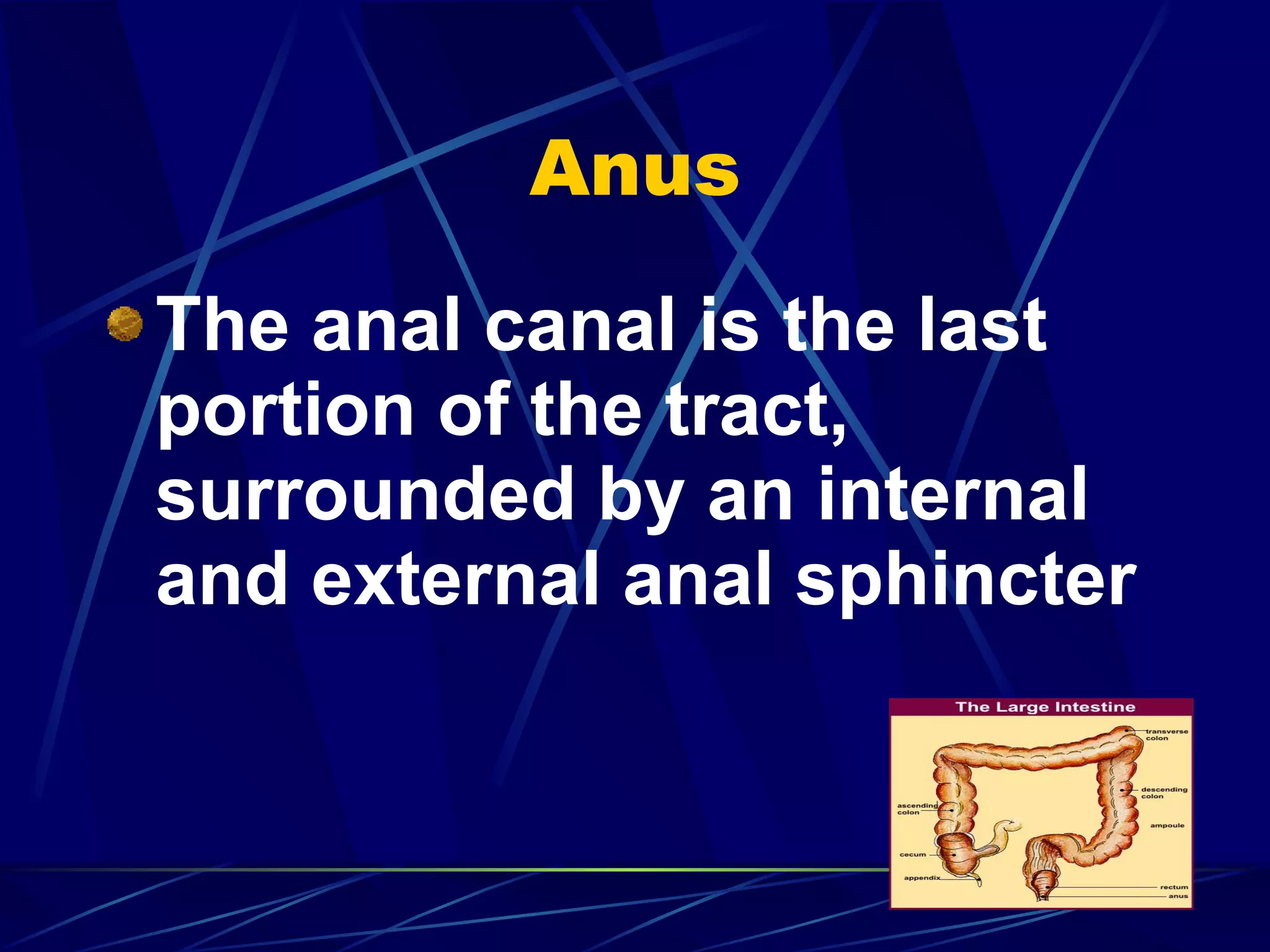 Gastro intestinal, Reproductive, Urinary | PPT