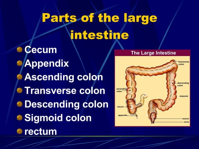 Gastro intestinal, Reproductive, Urinary | PPT