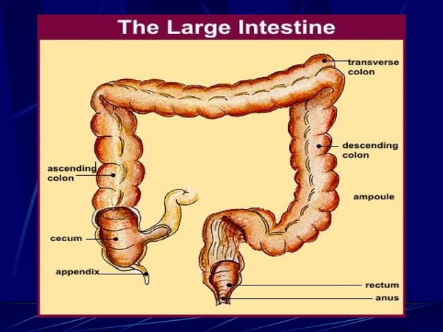 Gastro intestinal, Reproductive, Urinary | PPT