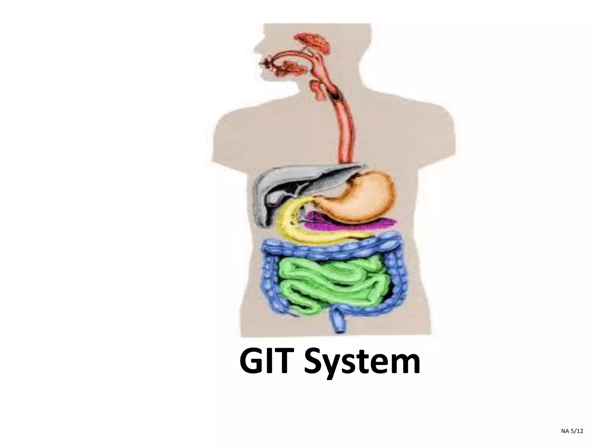 Gastrointestinal tract (GIT) | PDF