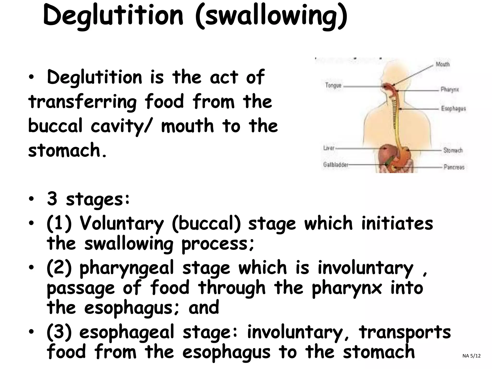 Gastrointestinal tract (GIT) | PDF