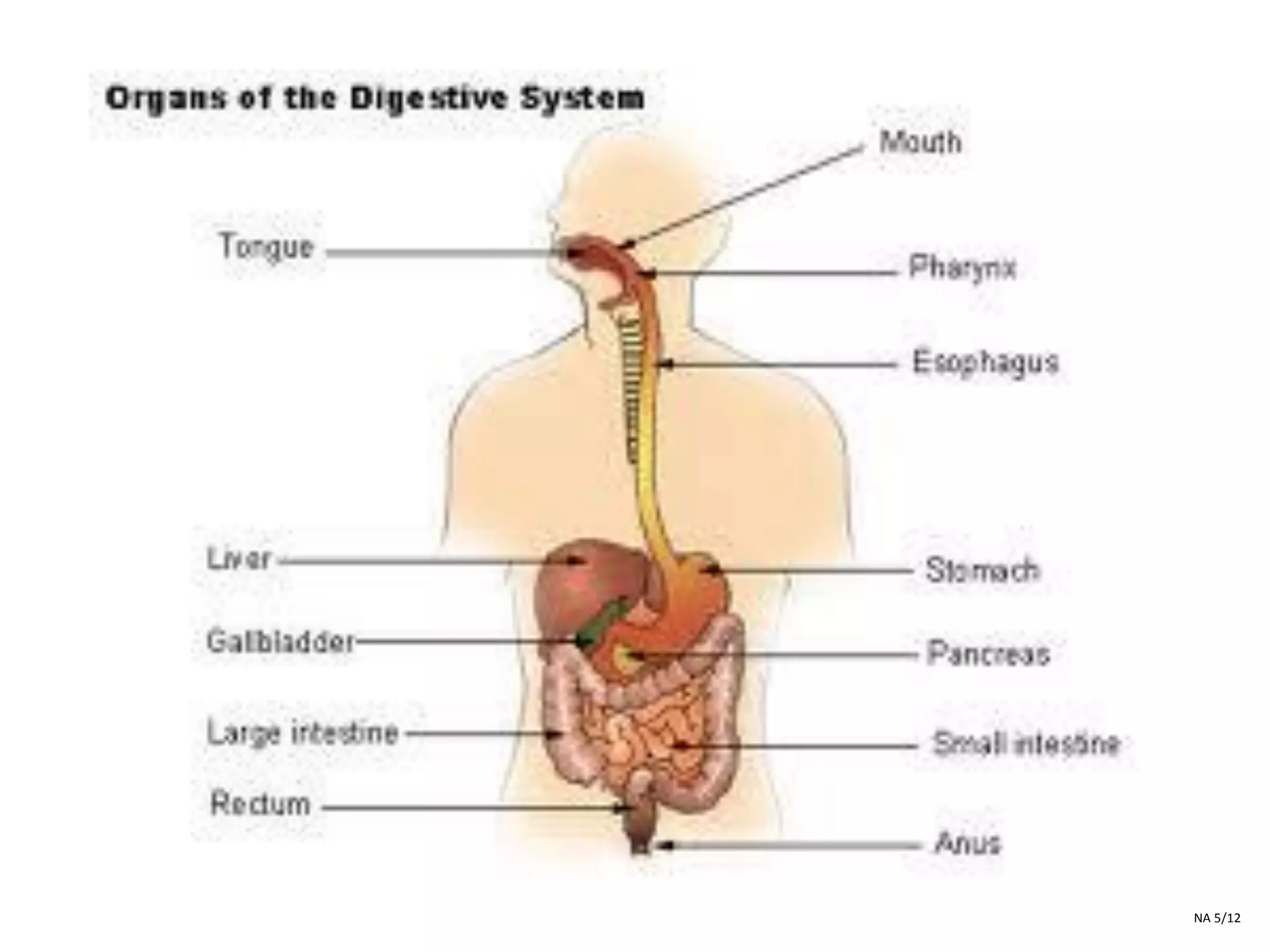 Gastrointestinal Tract Git Pdf