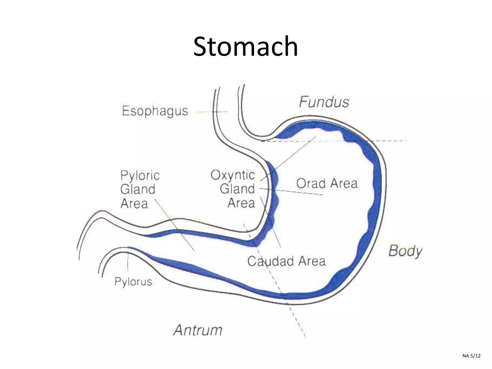 Gastrointestinal Tract Git Pdf