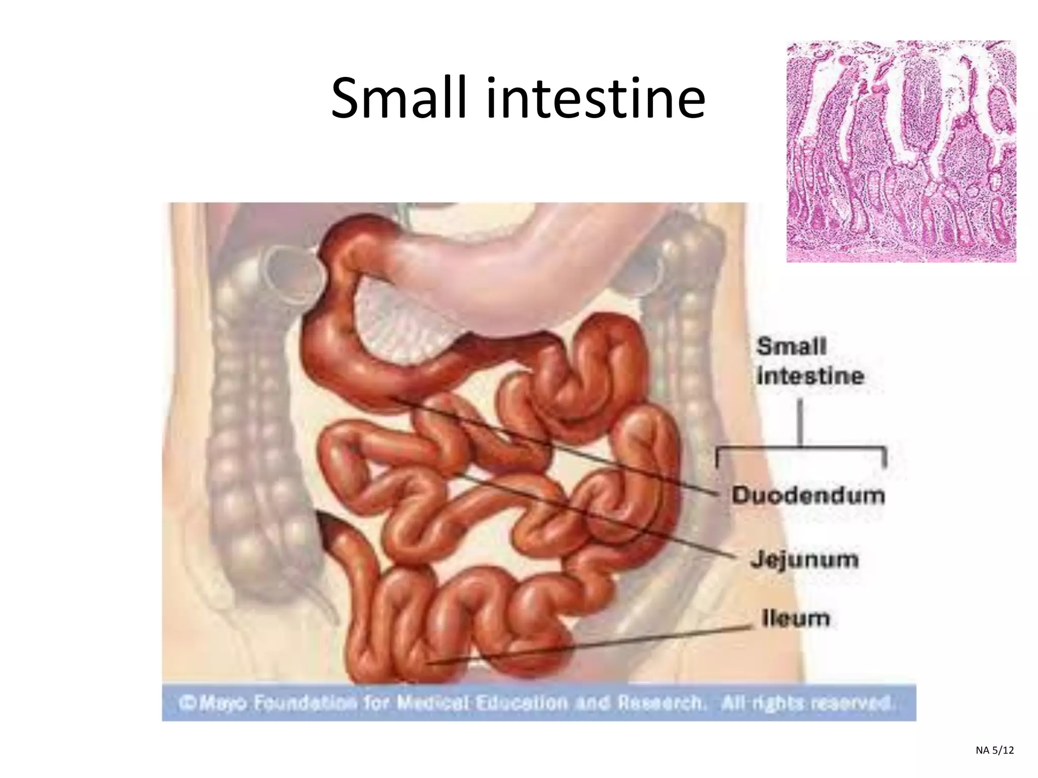 Gastrointestinal Tract Git Pdf