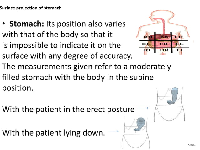 Gastrointestinal Tract Git Pdf