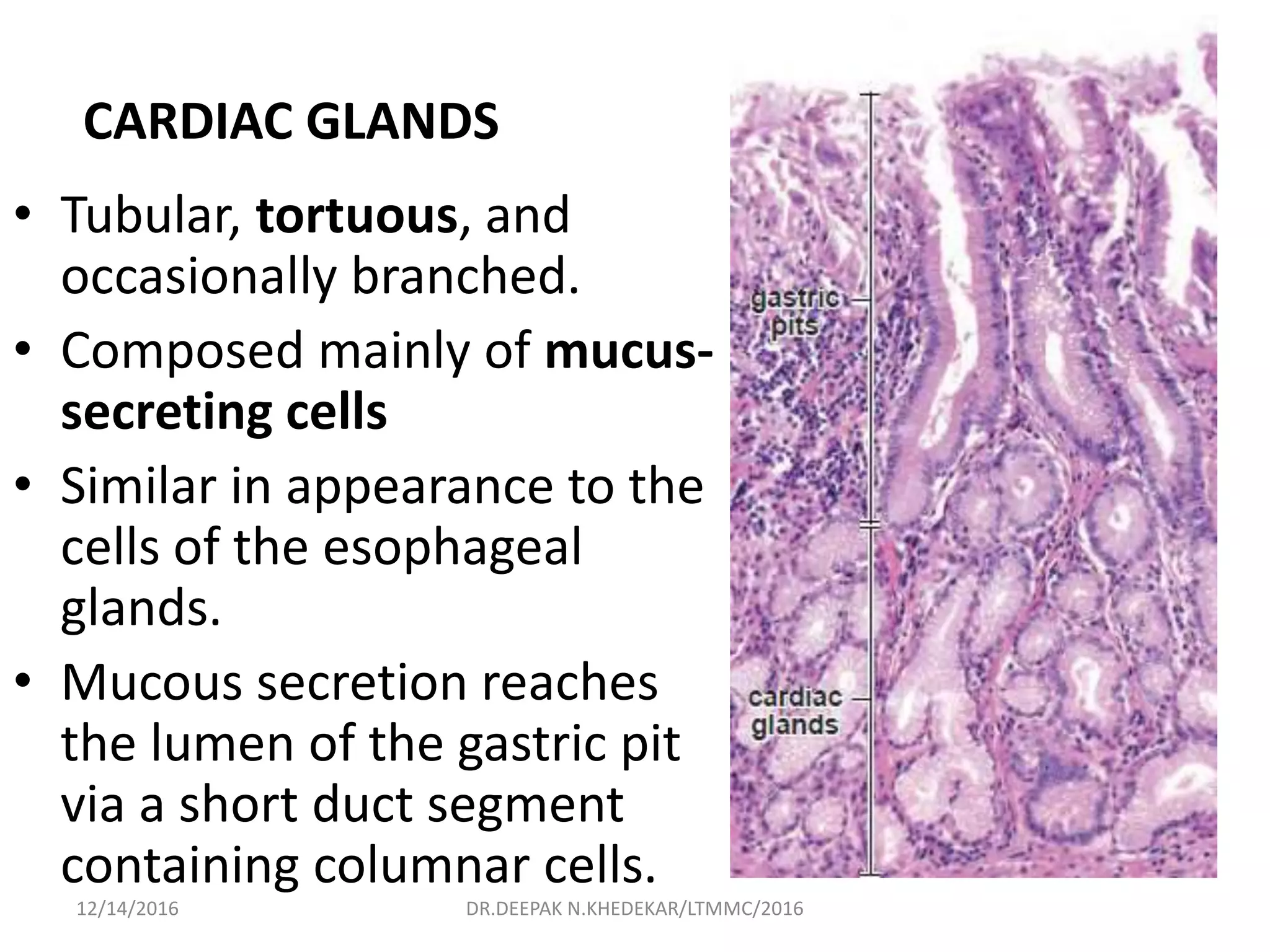HISTOLOGY OF GIT- 2 | PPTX