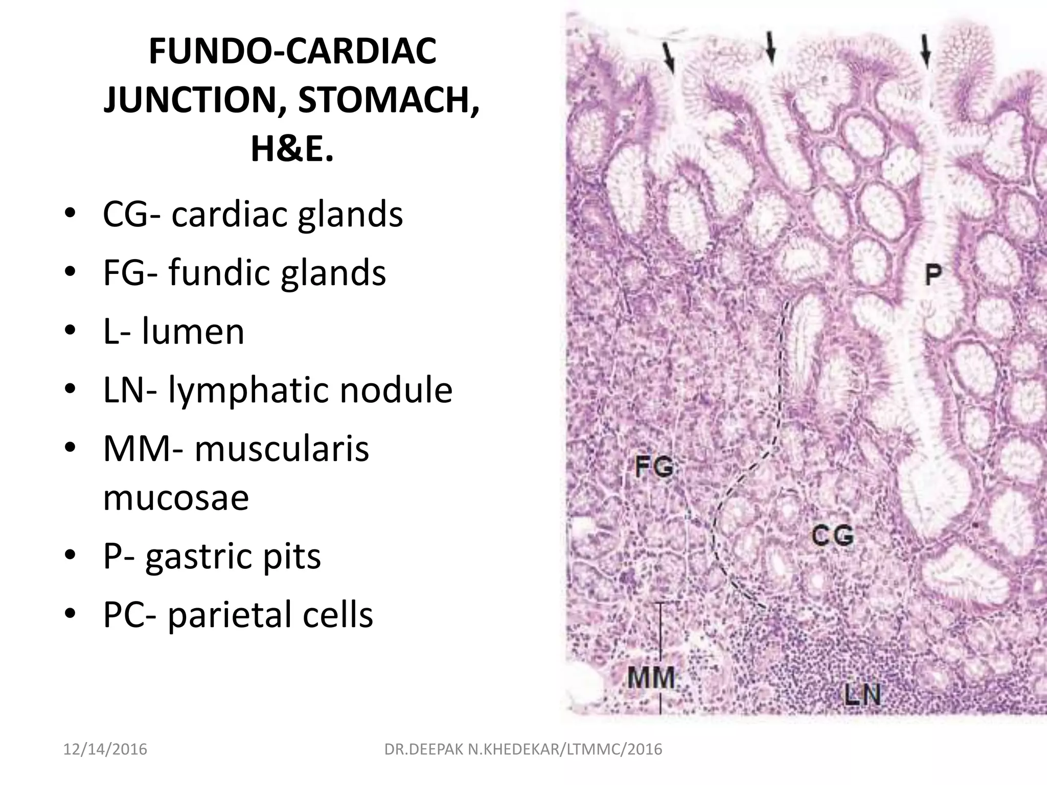 HISTOLOGY OF GIT- 2 | PPTX