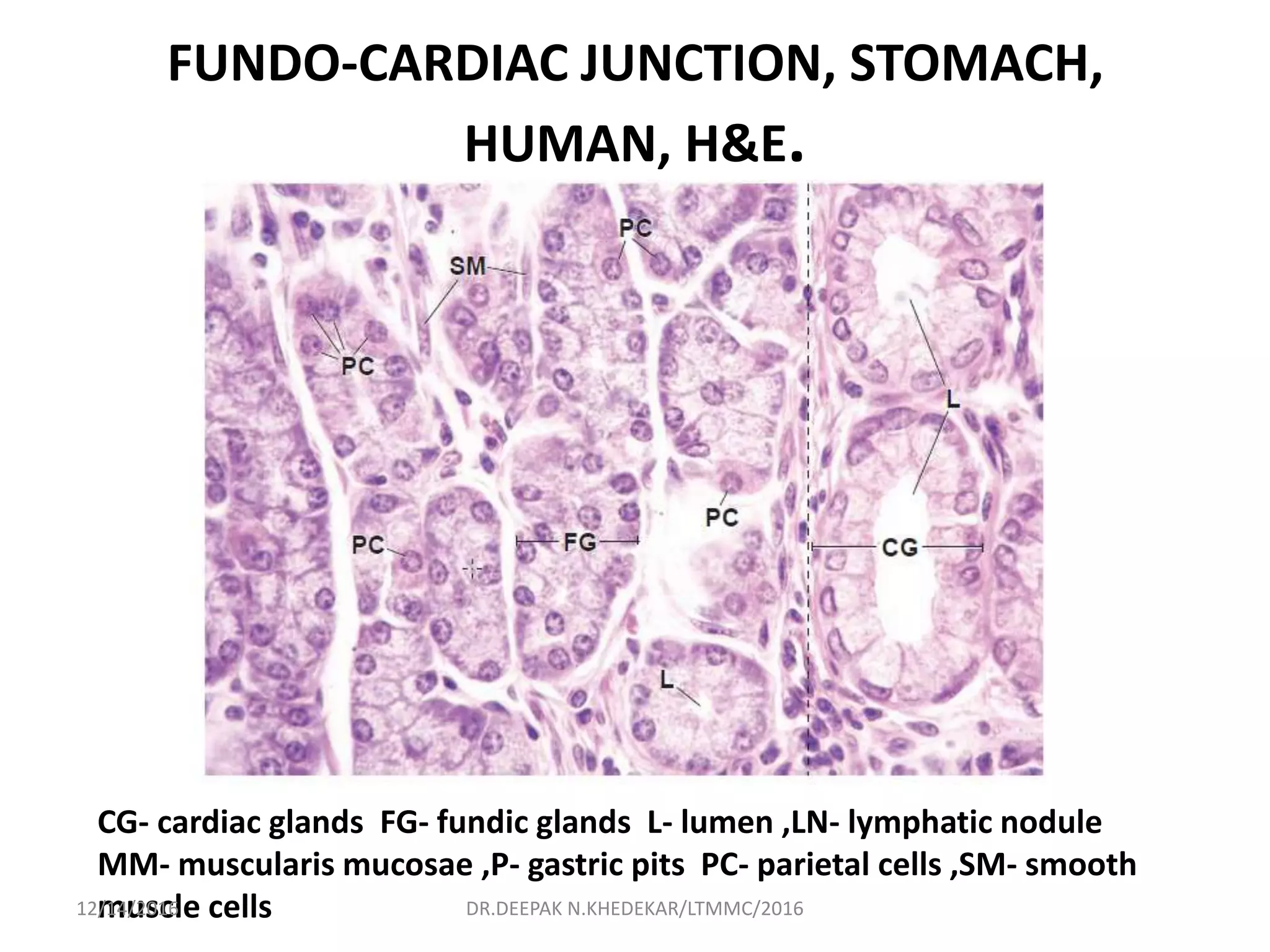 HISTOLOGY OF GIT- 2 | PPTX