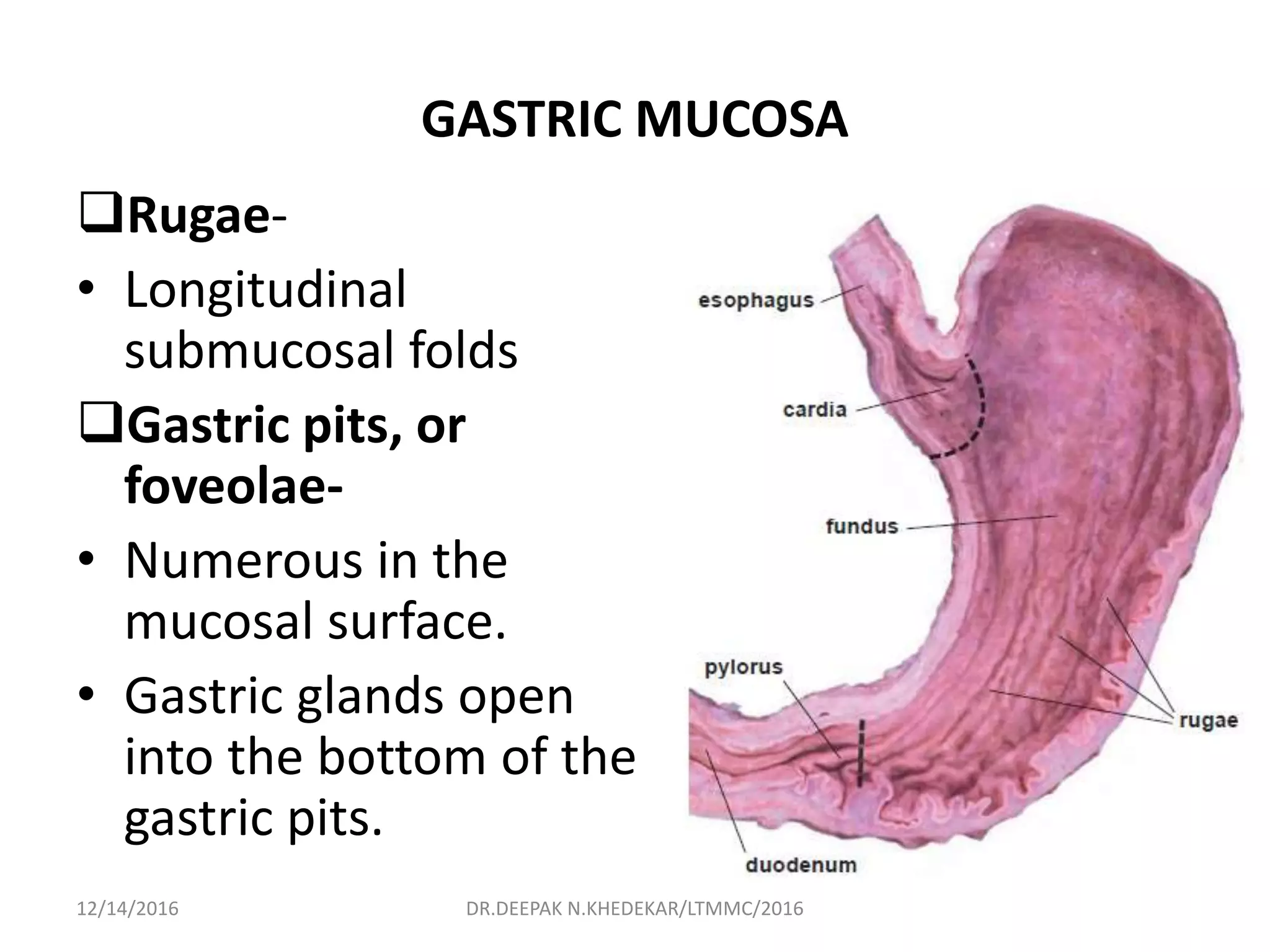 HISTOLOGY OF GIT- 2 | PPTX