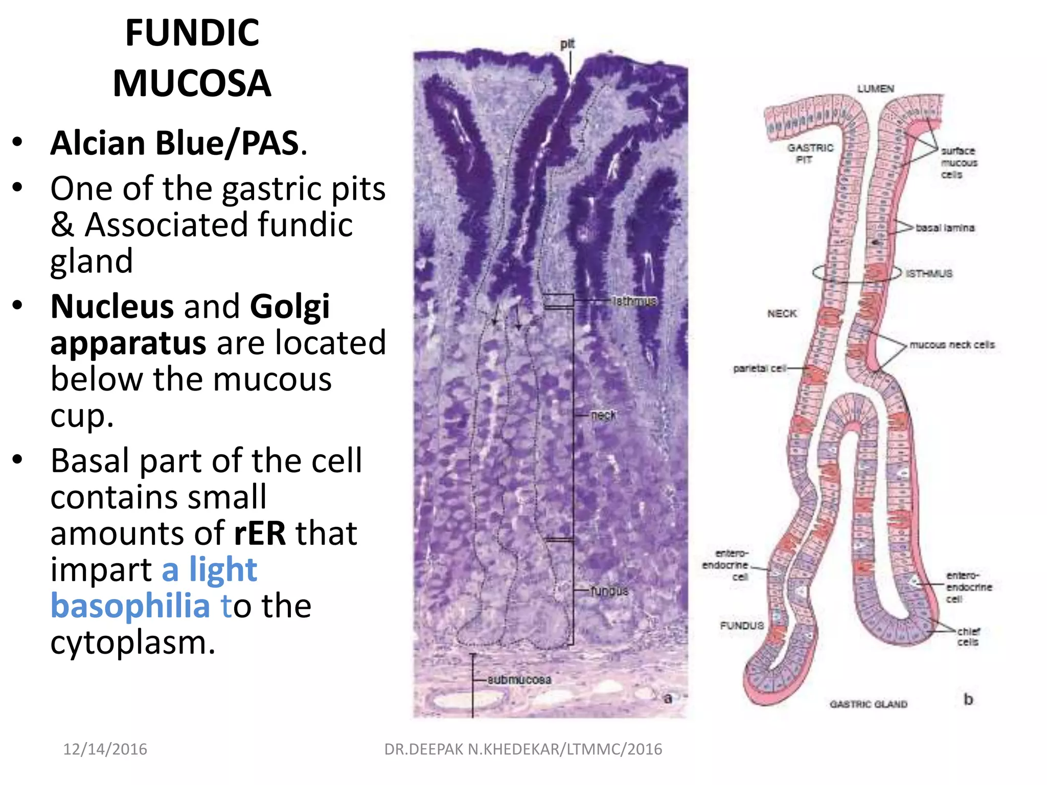 HISTOLOGY OF GIT- 2 | PPTX