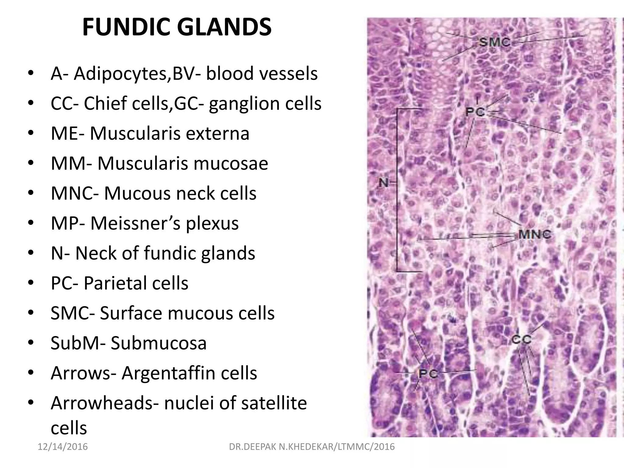 HISTOLOGY OF GIT- 2 | PPTX