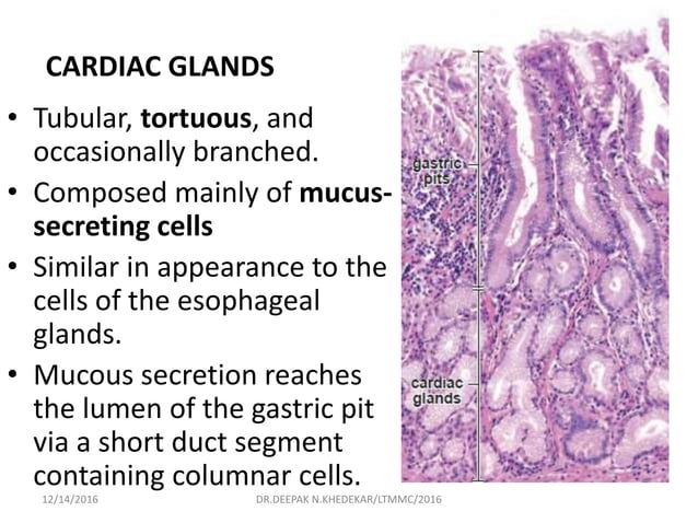 HISTOLOGY OF GIT- 2 | PPTX