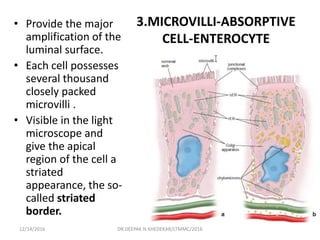 HISTOLOGY OF GIT- 2 | PPTX