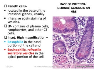 HISTOLOGY OF GIT- 2 | PPTX