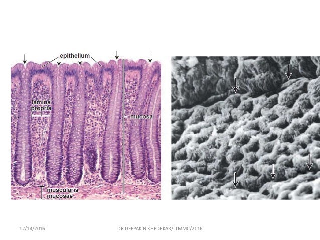 HISTOLOGY OF GASTROINTESTINAL TRACT- 2