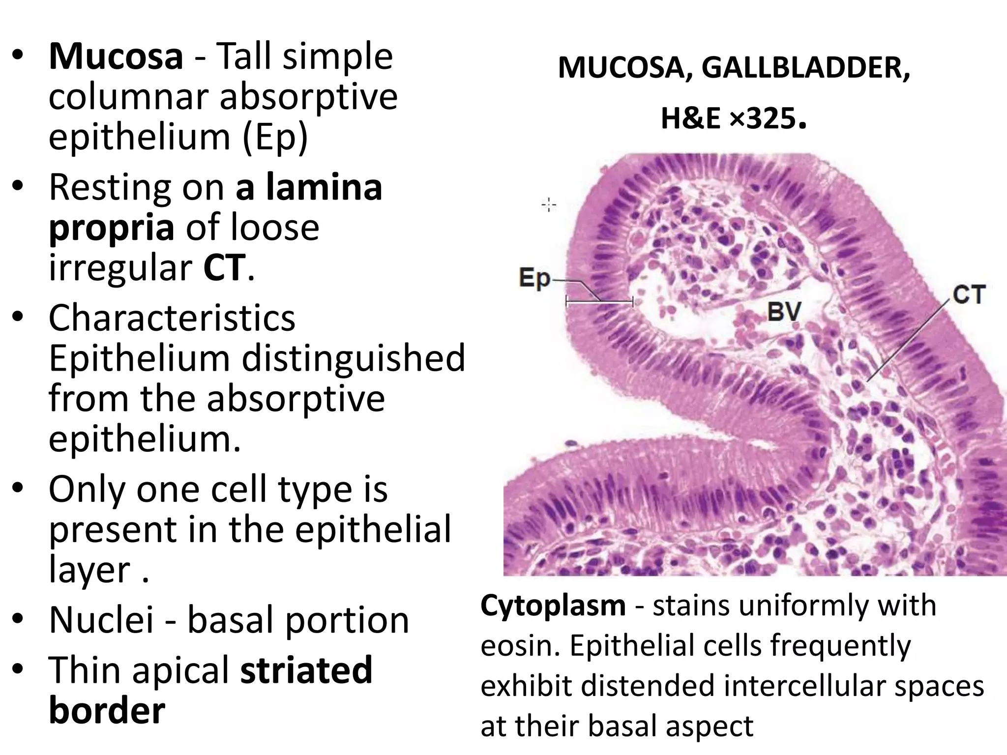 HISTOLOGY GIT- 3 dk | PPT