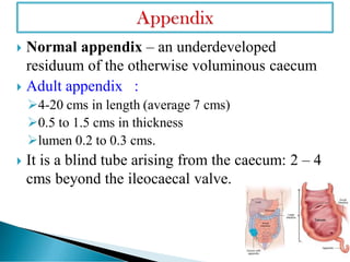 Acutely appendicitis Gastrointestinal system | PDF | Digestive ...