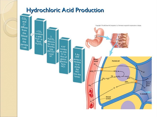 Git Gastrointestinal Tract Physiology Medical Ppt