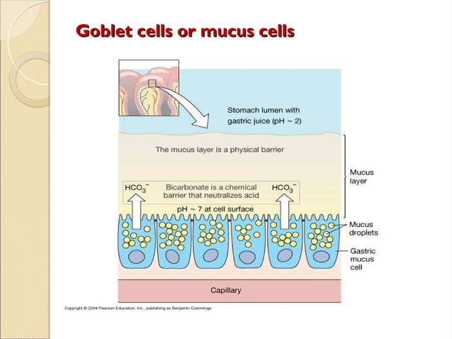 Git Gastrointestinal Tract Physiology Medical Ppt