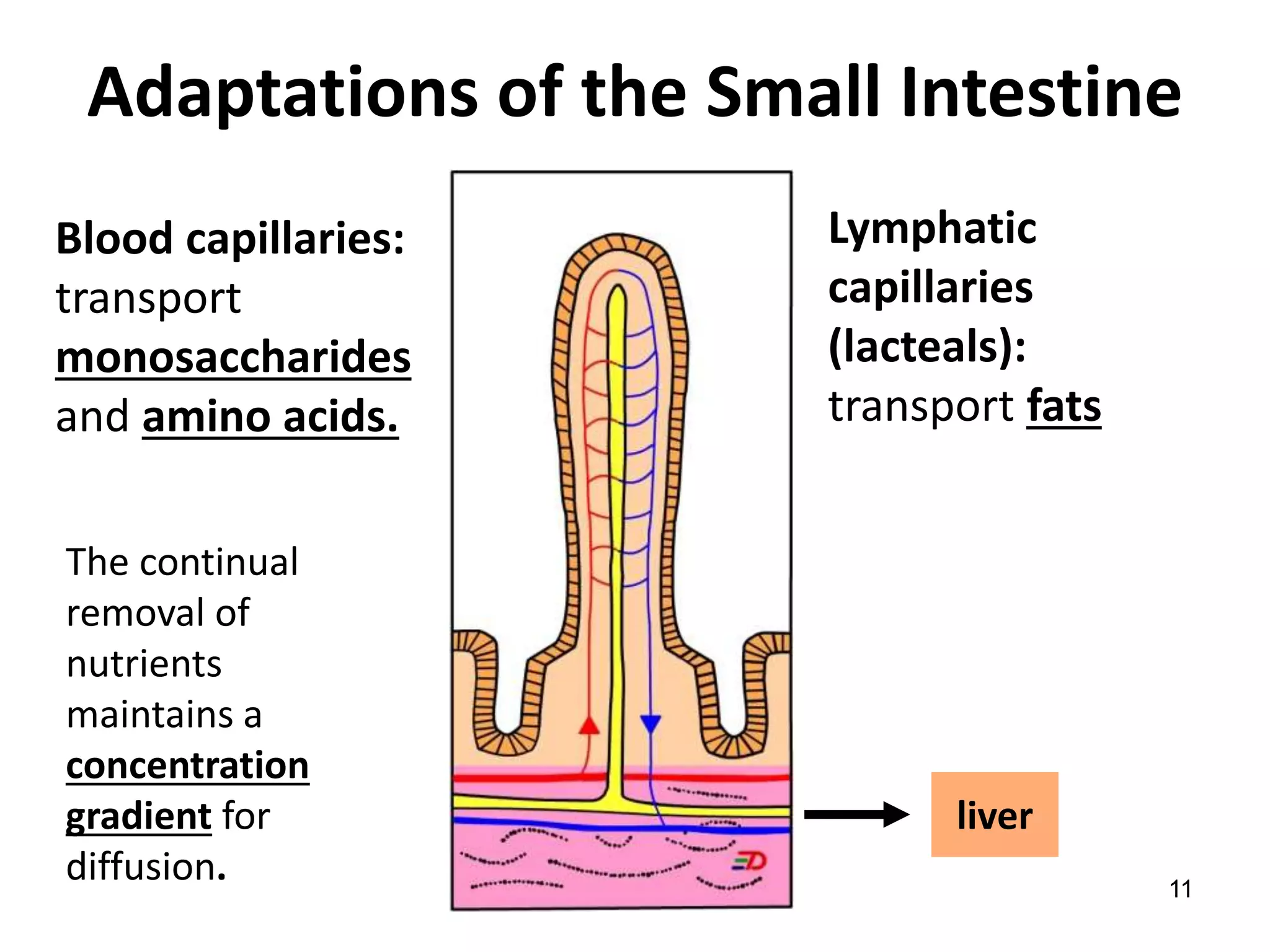 Gastrointestinal absorption | PPT
