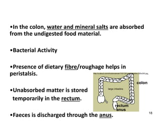Gastrointestinal absorption | PPT | Chemistry | Science