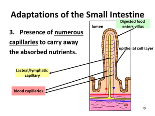 Gastrointestinal absorption | PPT