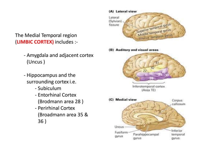 GITAM talk 04.07.19 frontal and temporal functions.pptx