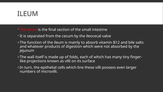 GIT ANATOMY IN PHARMACEUTICAL SCIENCES.pptx