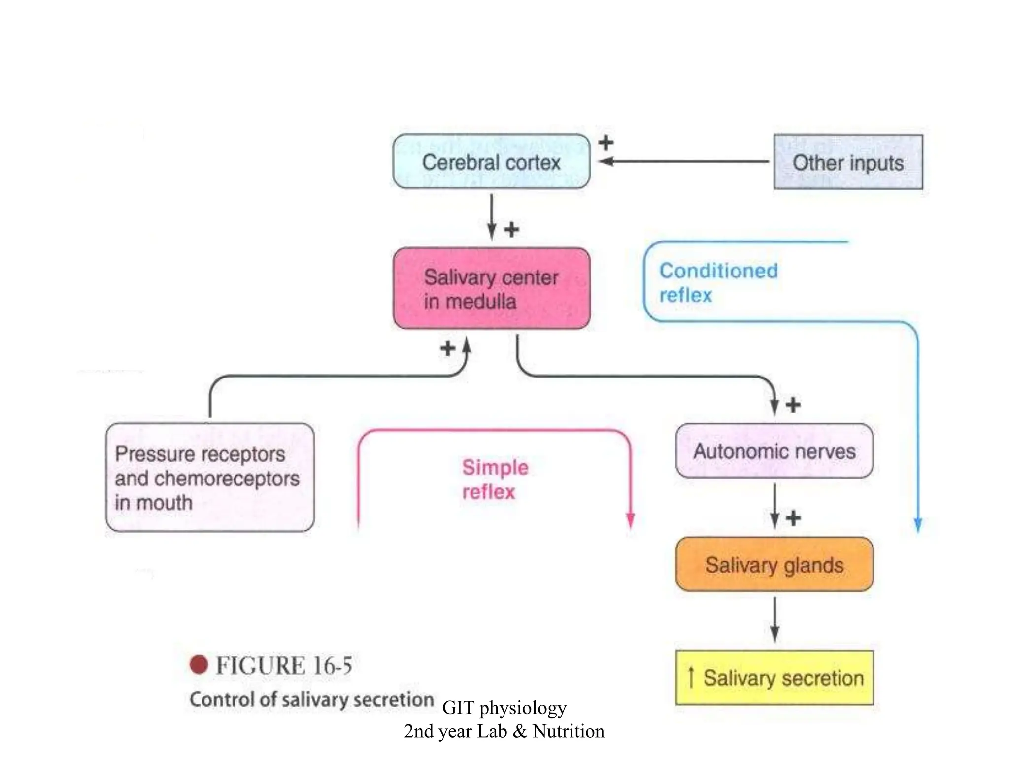 GIT BS.pptx about human body their structure and | PPTX