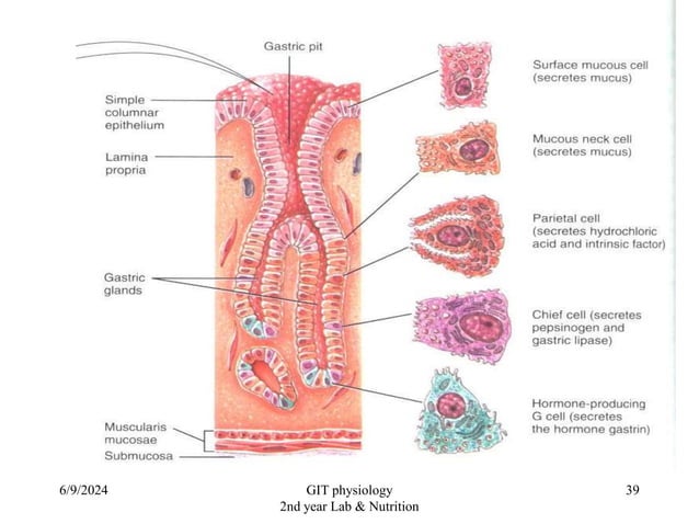 GIT BS.pptx about human body their structure and | PPTX