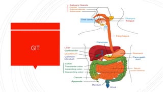 Gestro intestinal Track anatomy ppt digestive system BSN nursing | PPTX