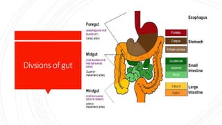 Gestro intestinal Track anatomy ppt digestive system BSN nursing | PPTX