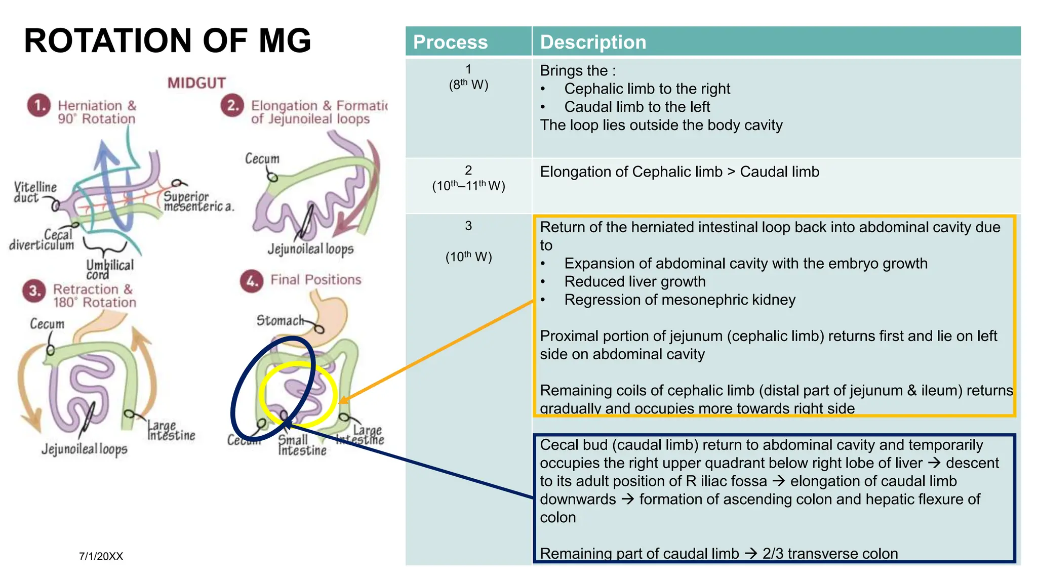 GIT Development Summary (Embroyology).pptx